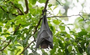 Bat Sleeping Habits: Why Are Bats Nocturnal? | Saatva