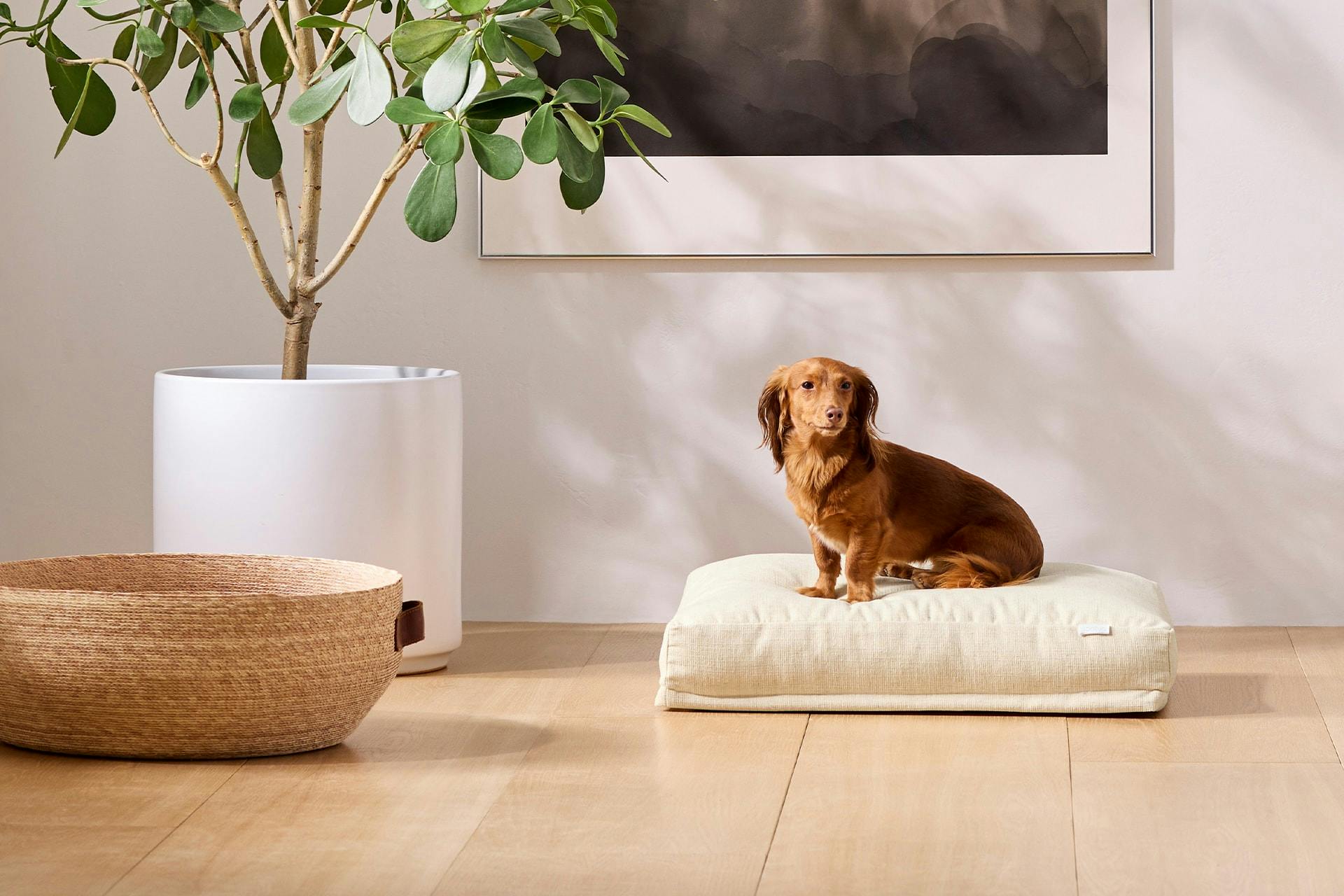 Saatva Unveils the Saatva Dog Bed - Saatva Press Room